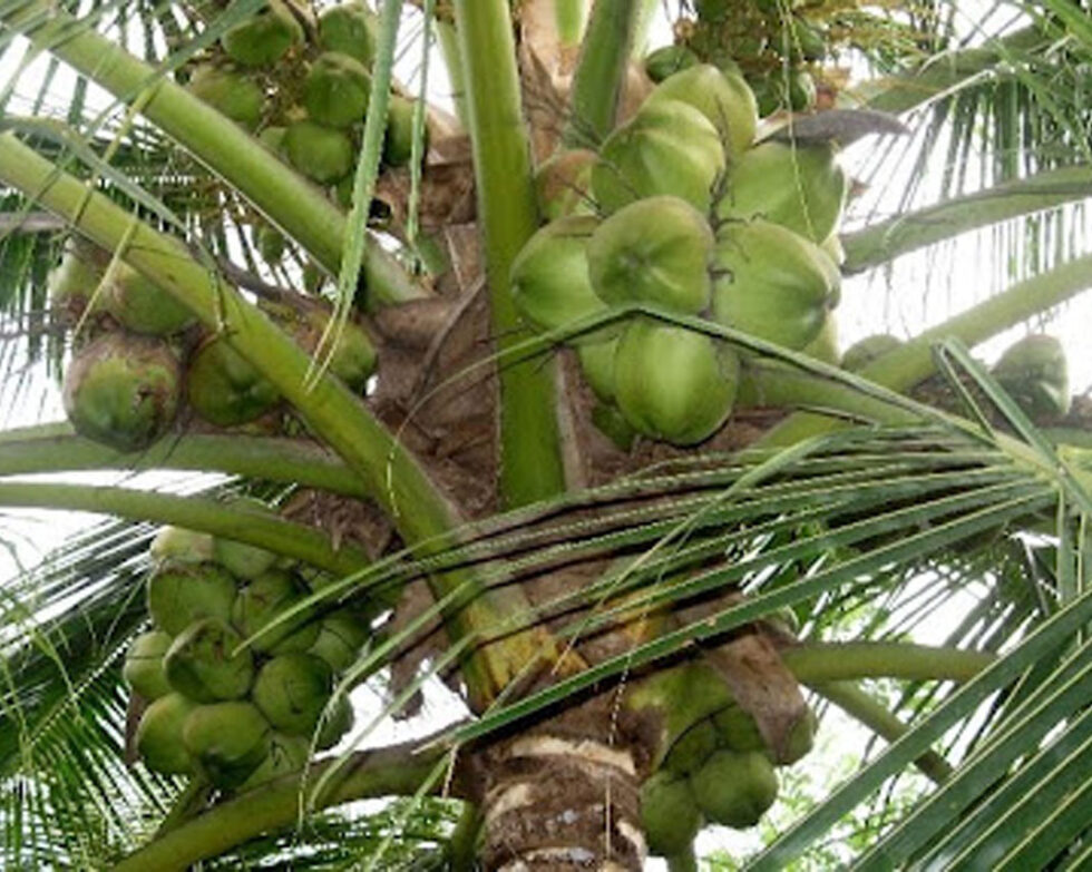 Latest Recommendations | Coconut Research Institute